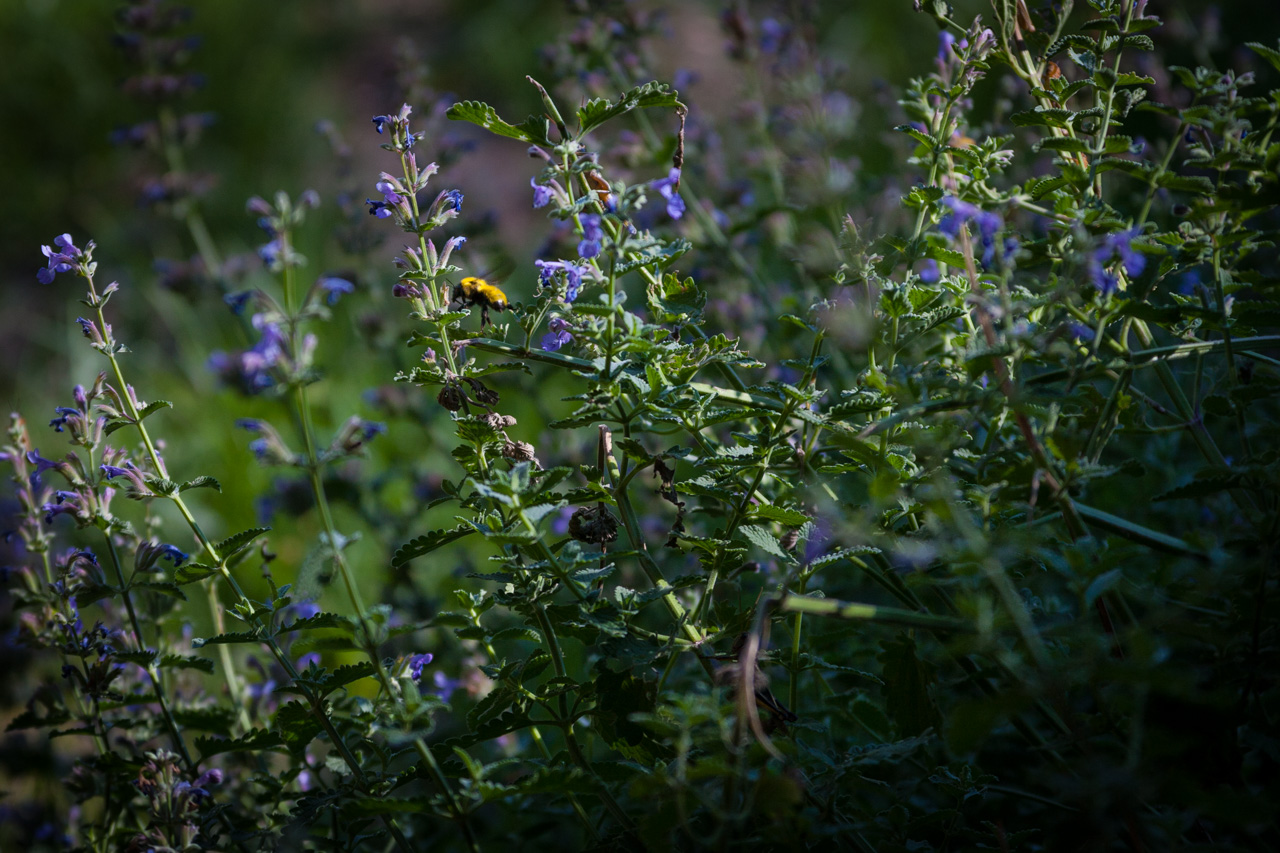 North American Thebaid Photographic Pilgrimage – The North American Thebaid